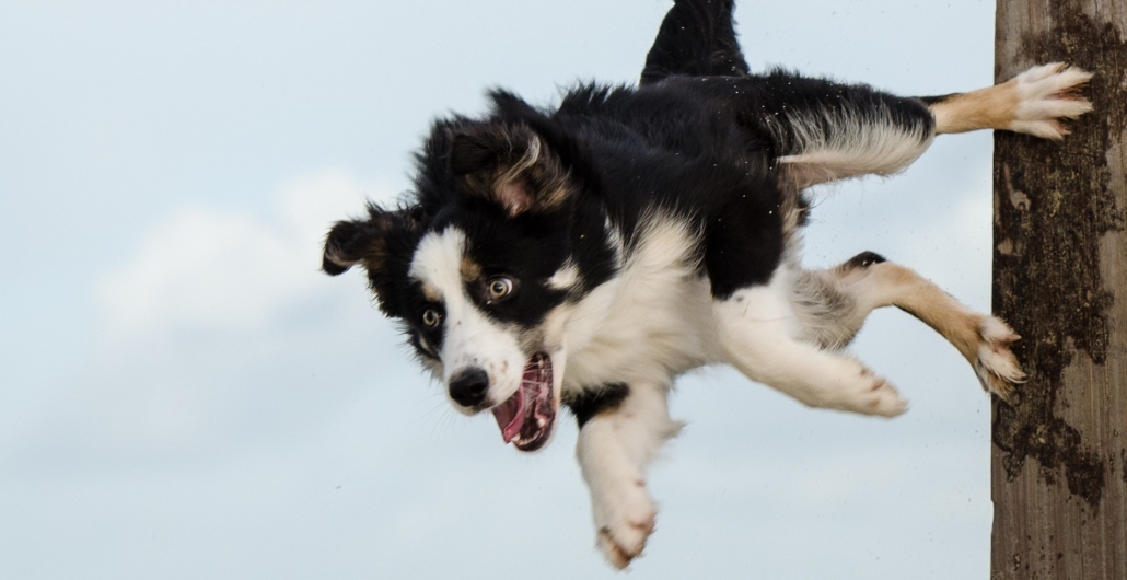 Tipps und Empfehlungen - Tiere voller Lebenskraft